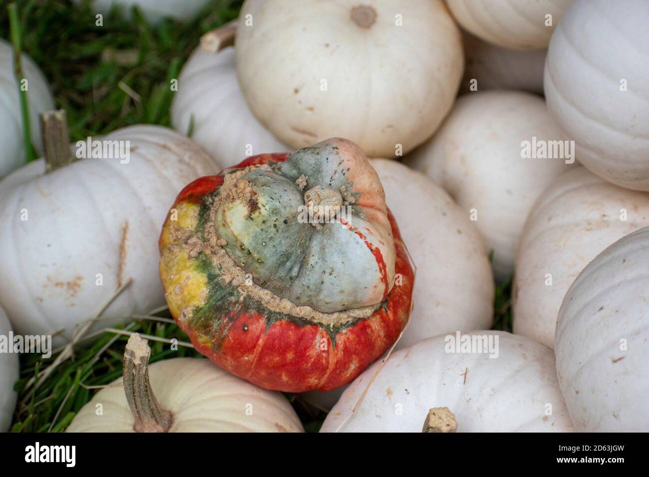 Mini white pumpkins with a turban squash in miami Stock Photo - Alamy