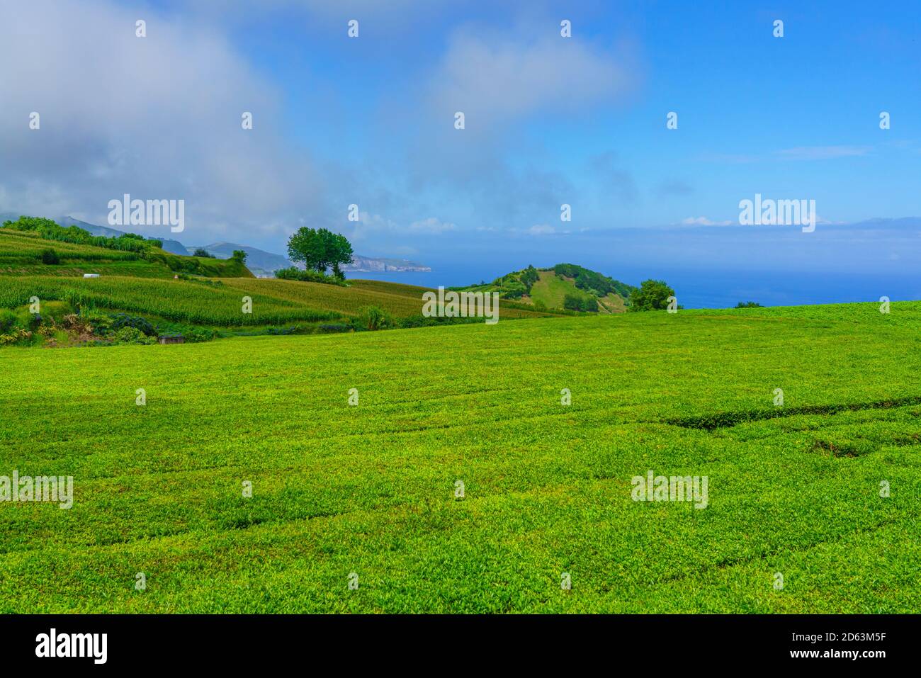Cha Gorreana tea factory plantation in green summer colours on Sao ...