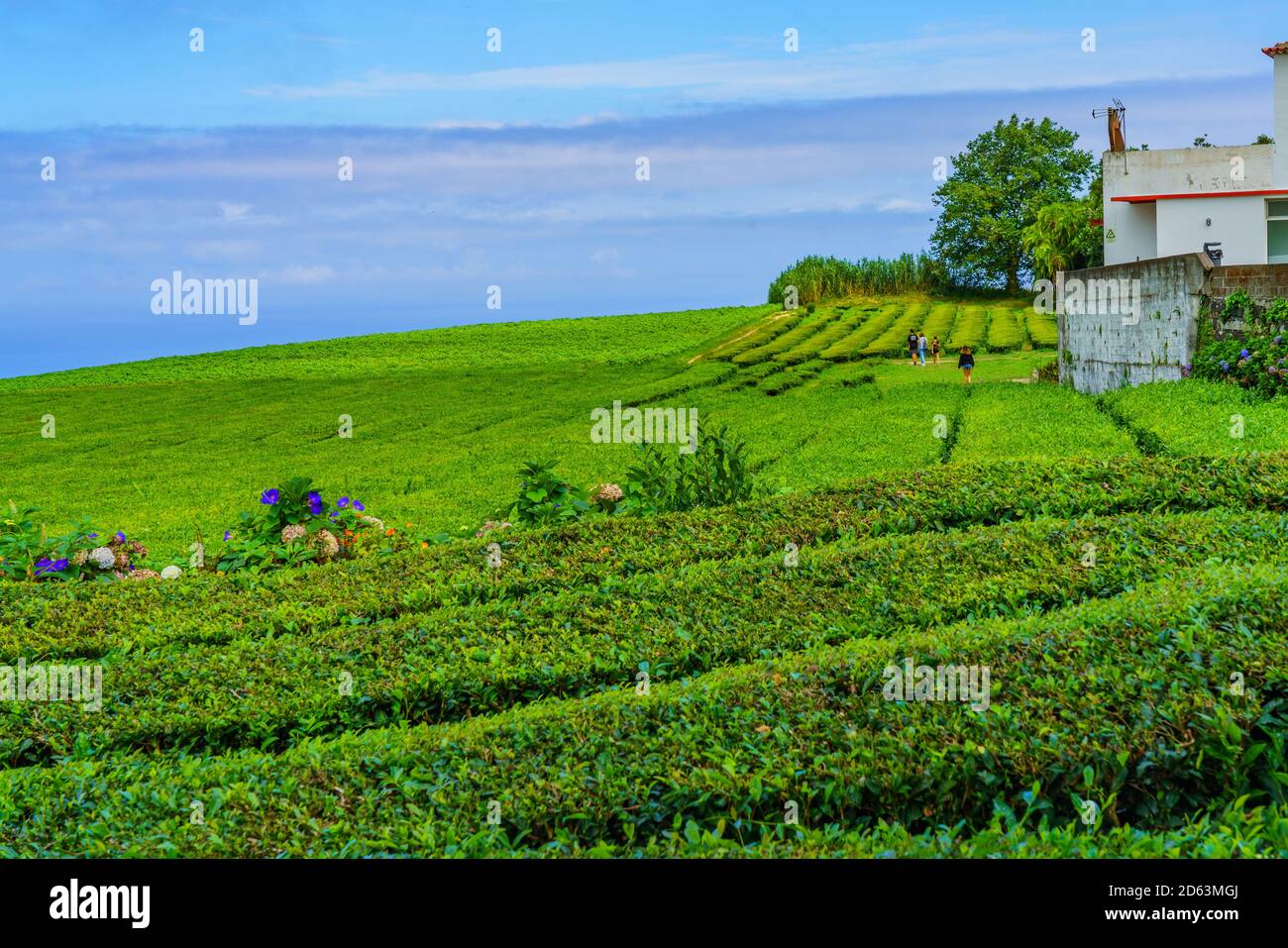 Cha Gorreana tea factory plantation in green summer colours on Sao ...