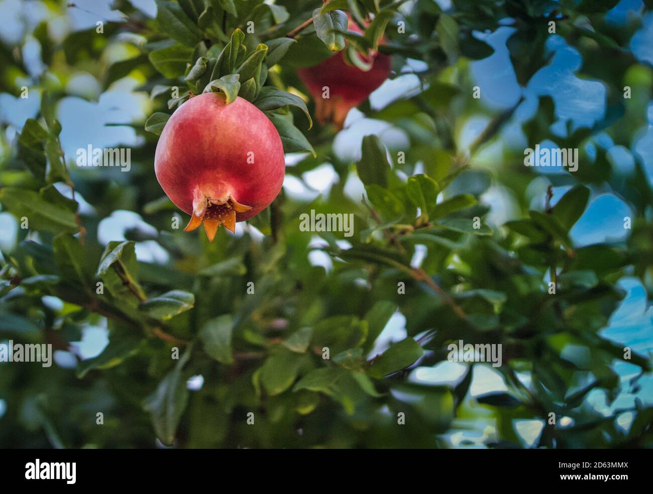 Selective focus shot of pomegranates in trees Stock Photo - Alamy
