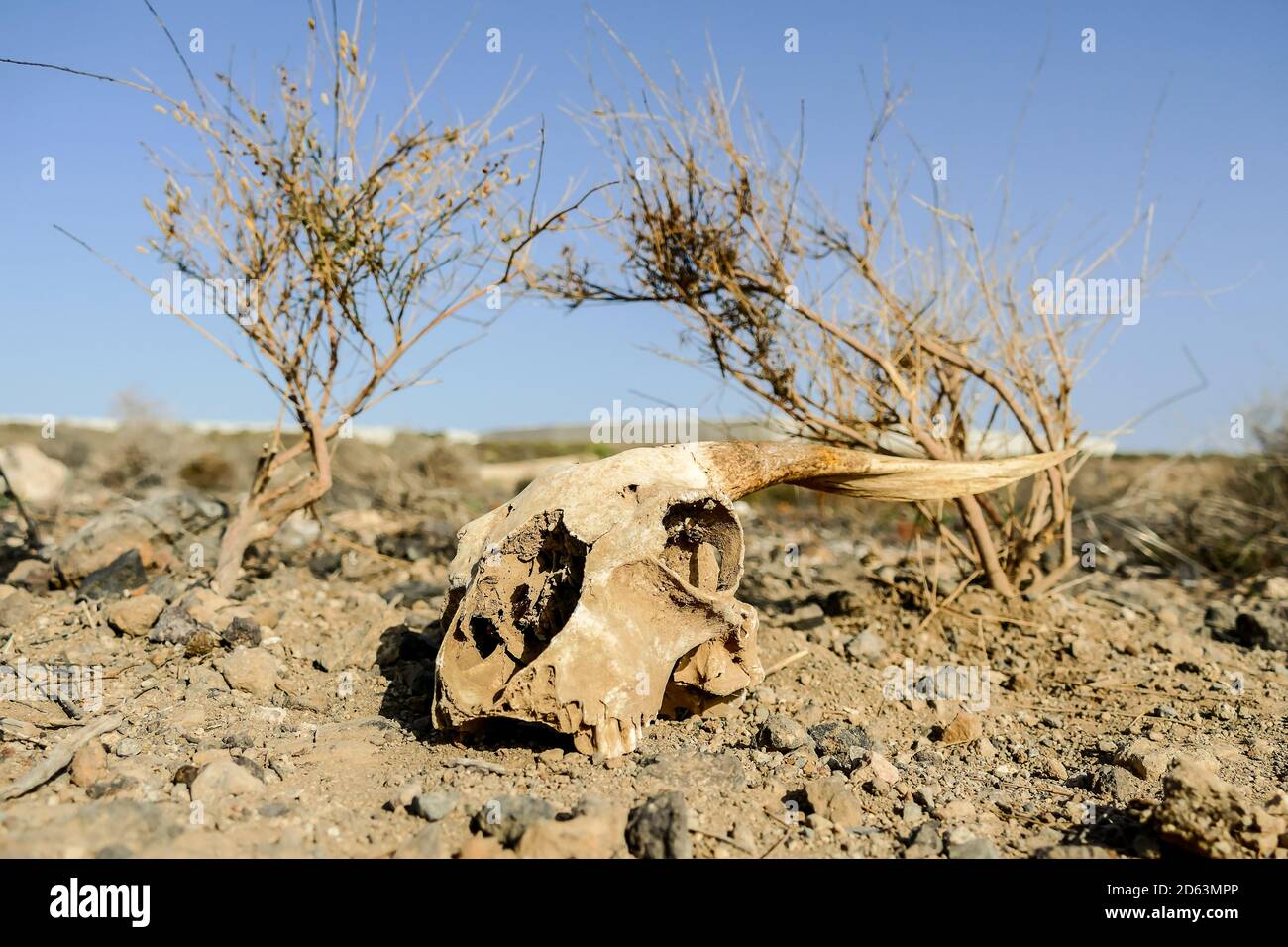 Skull dead ram in desert hi-res stock photography and images - Alamy