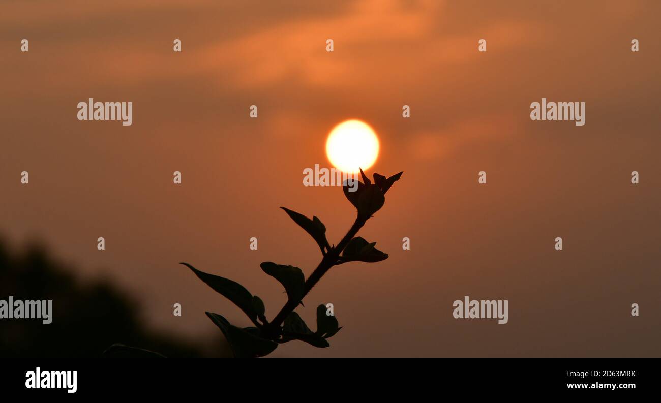 Photo of a plant with sunset background Stock Photo - Alamy