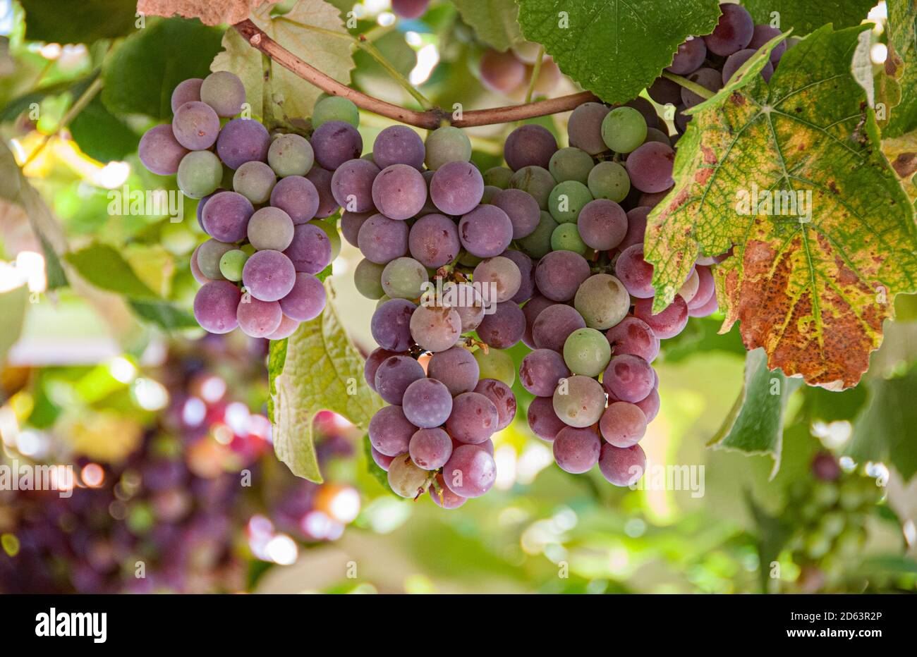 Multi colored image hi-res stock photography and images - Alamy
