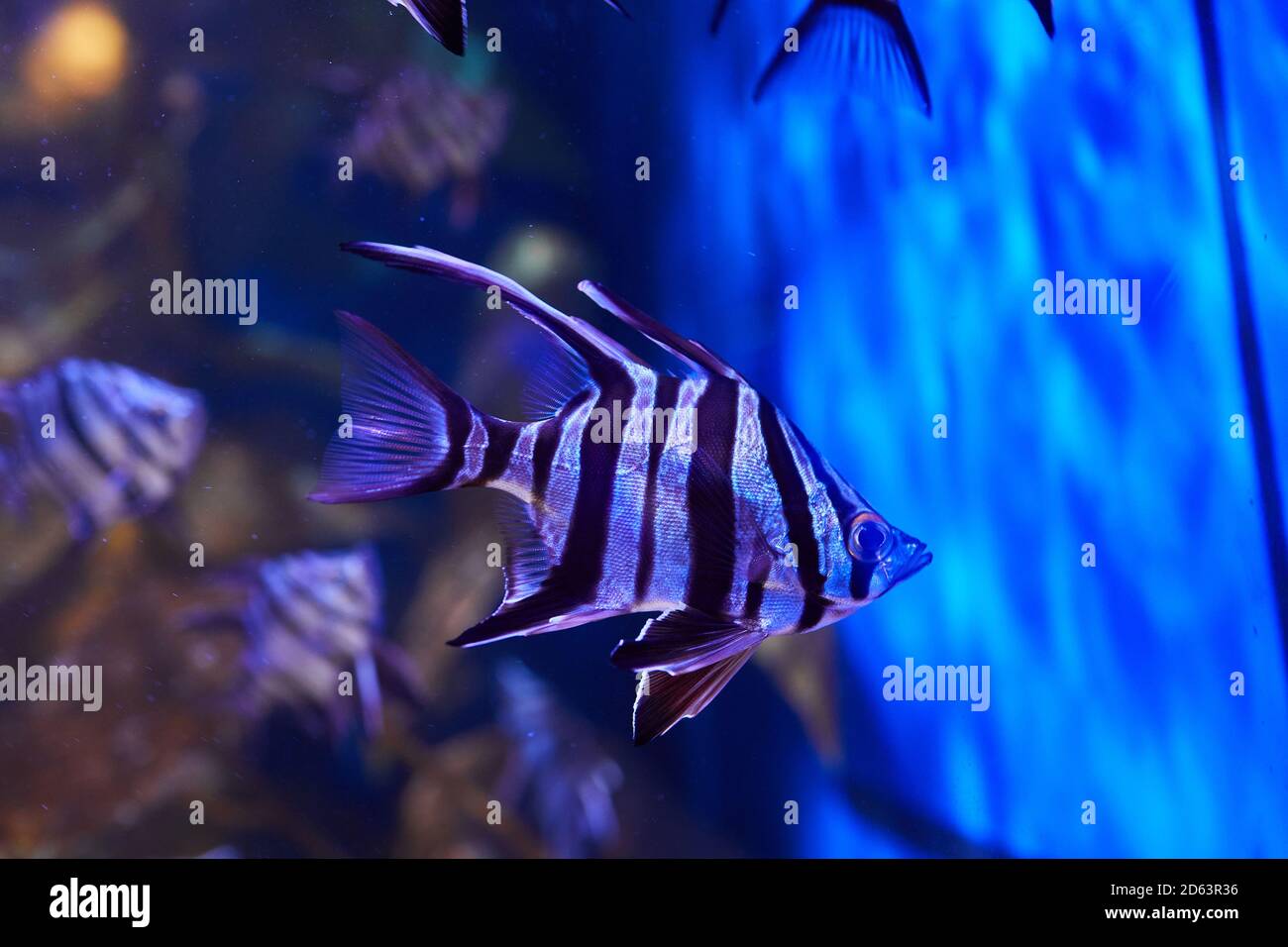 Old Wife (Enoplosus armatus) A black and white striped fish with a ...