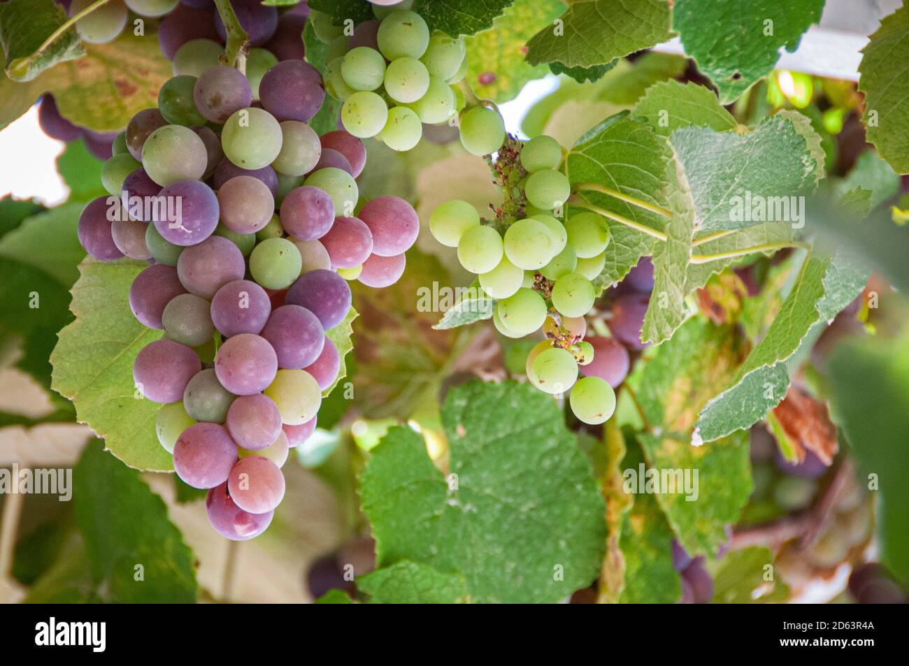 Large grape cluster hi-res stock photography and images - Alamy