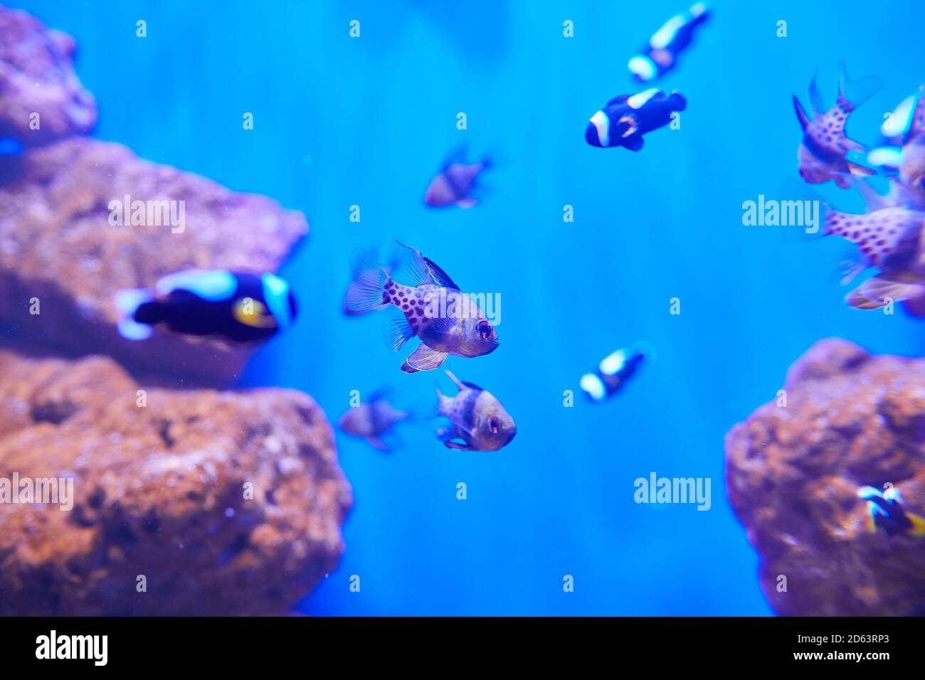 Tropical aquarium fish on its host animal with blurred corals in the ...
