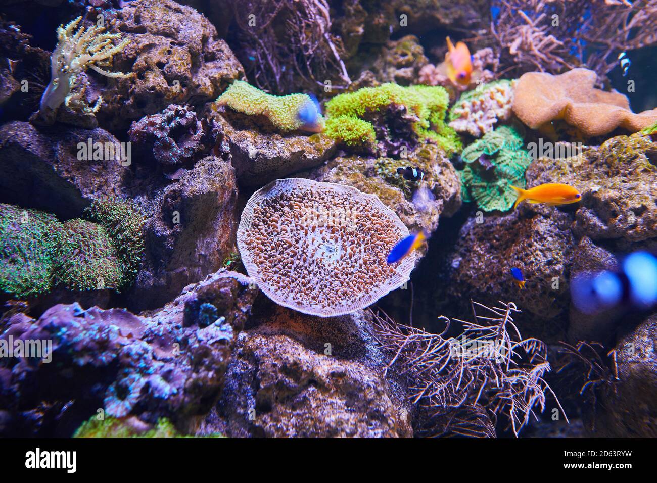 Sea anemone and different fish in marine aquarium Stock Photo - Alamy