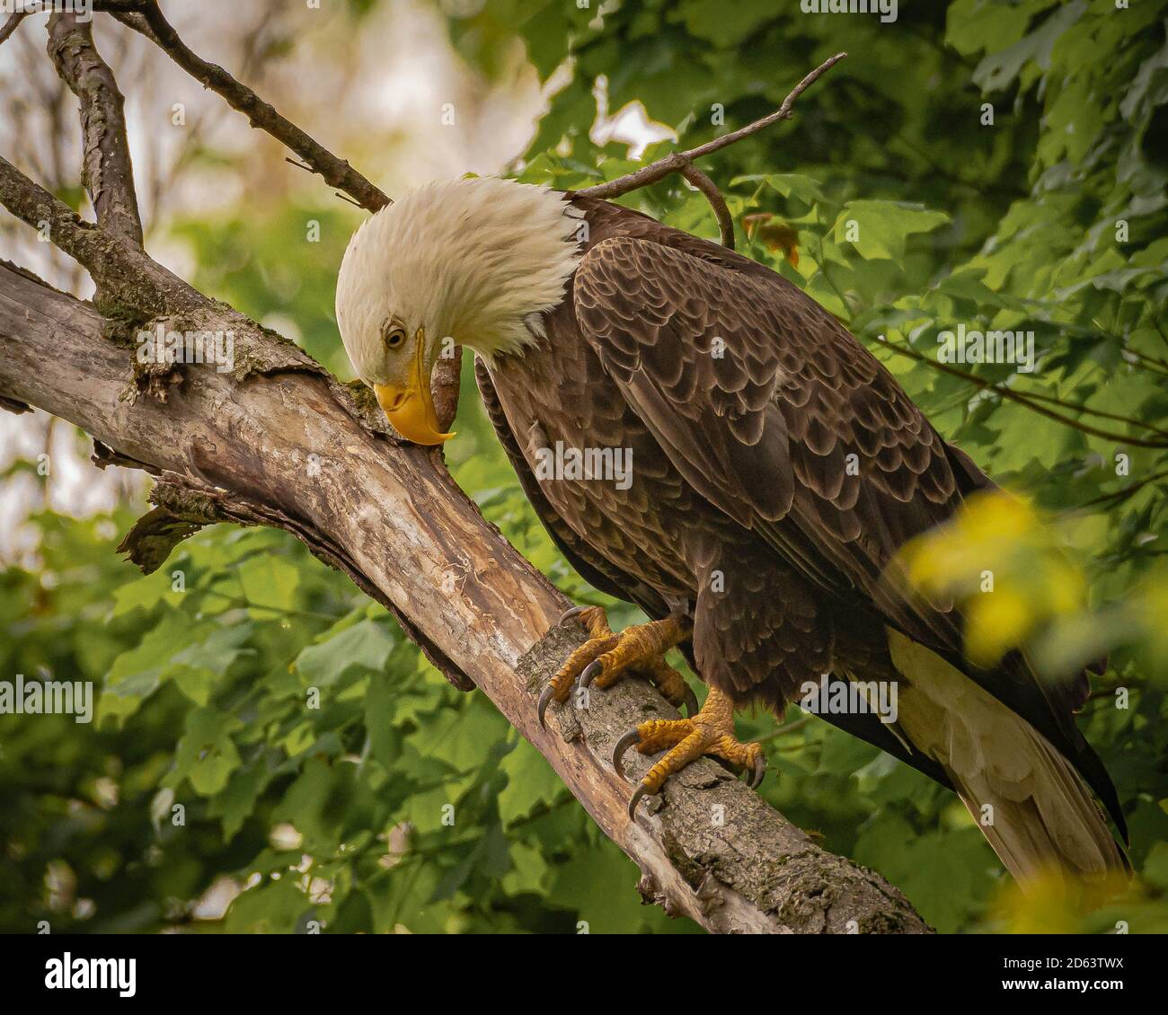 Bald Eagle praying Stock Photo - Alamy