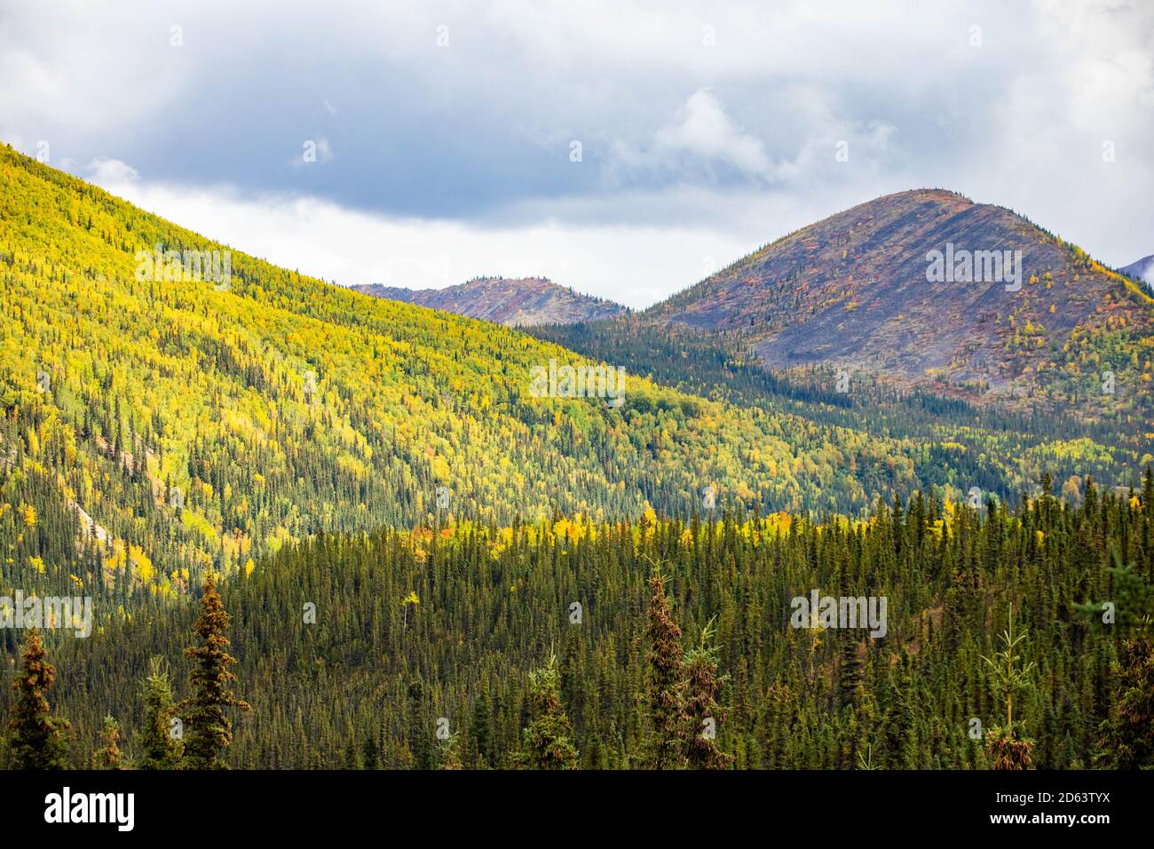 Taiga fall color hi-res stock photography and images - Alamy