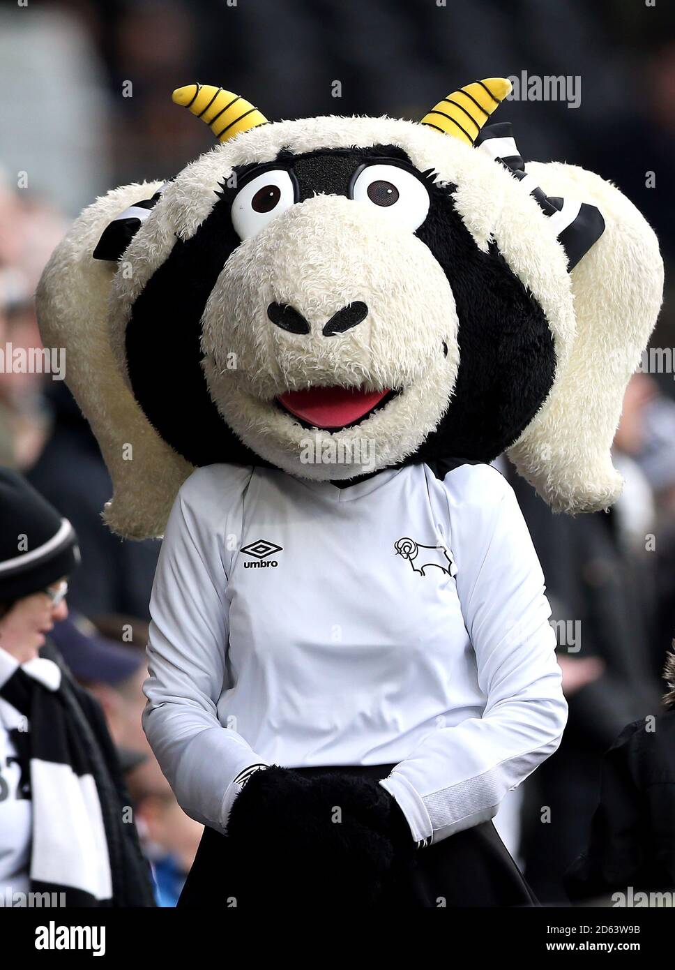 Derby County's Ewie the Sheep mascot Stock Photo - Alamy
