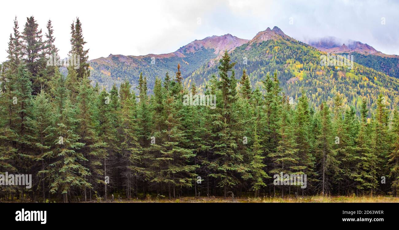 Taiga fall color hi-res stock photography and images - Alamy