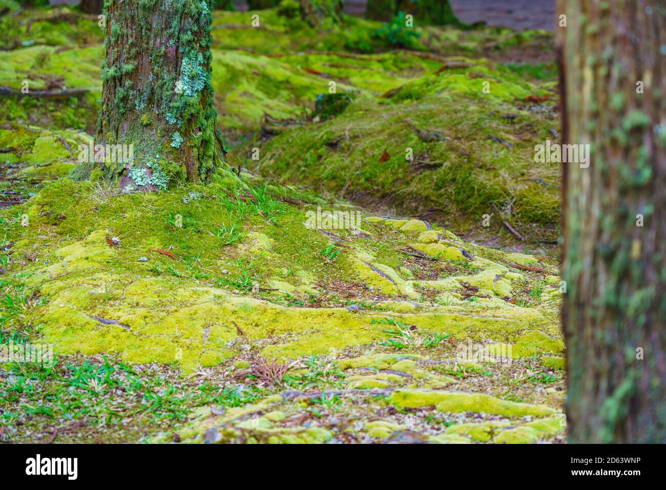 Green Tree trunks with moss on natural, green background Stock Photo ...
