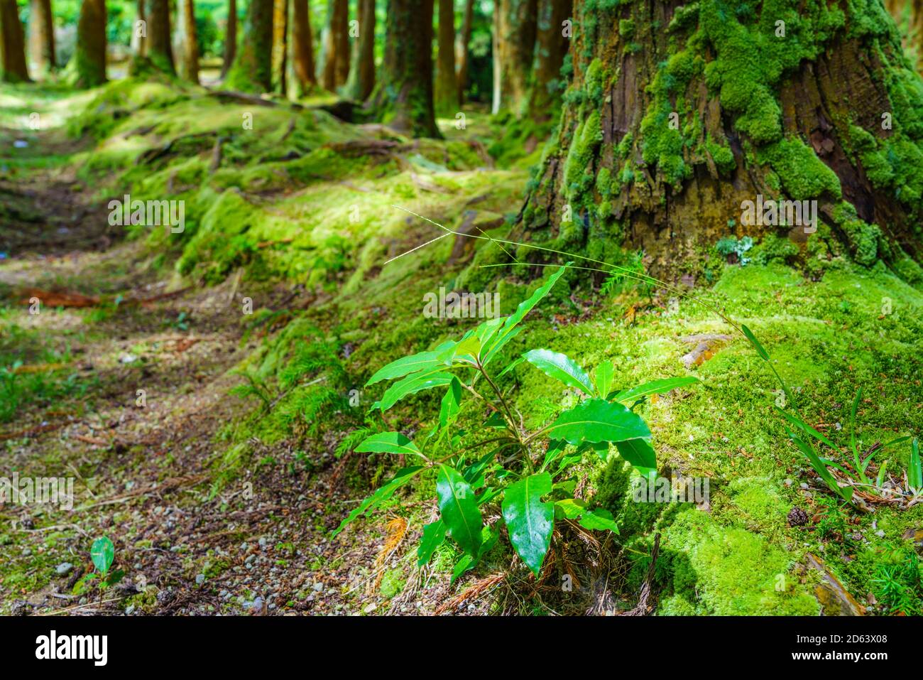 Green Tree trunks with moss on natural, green background Stock Photo ...