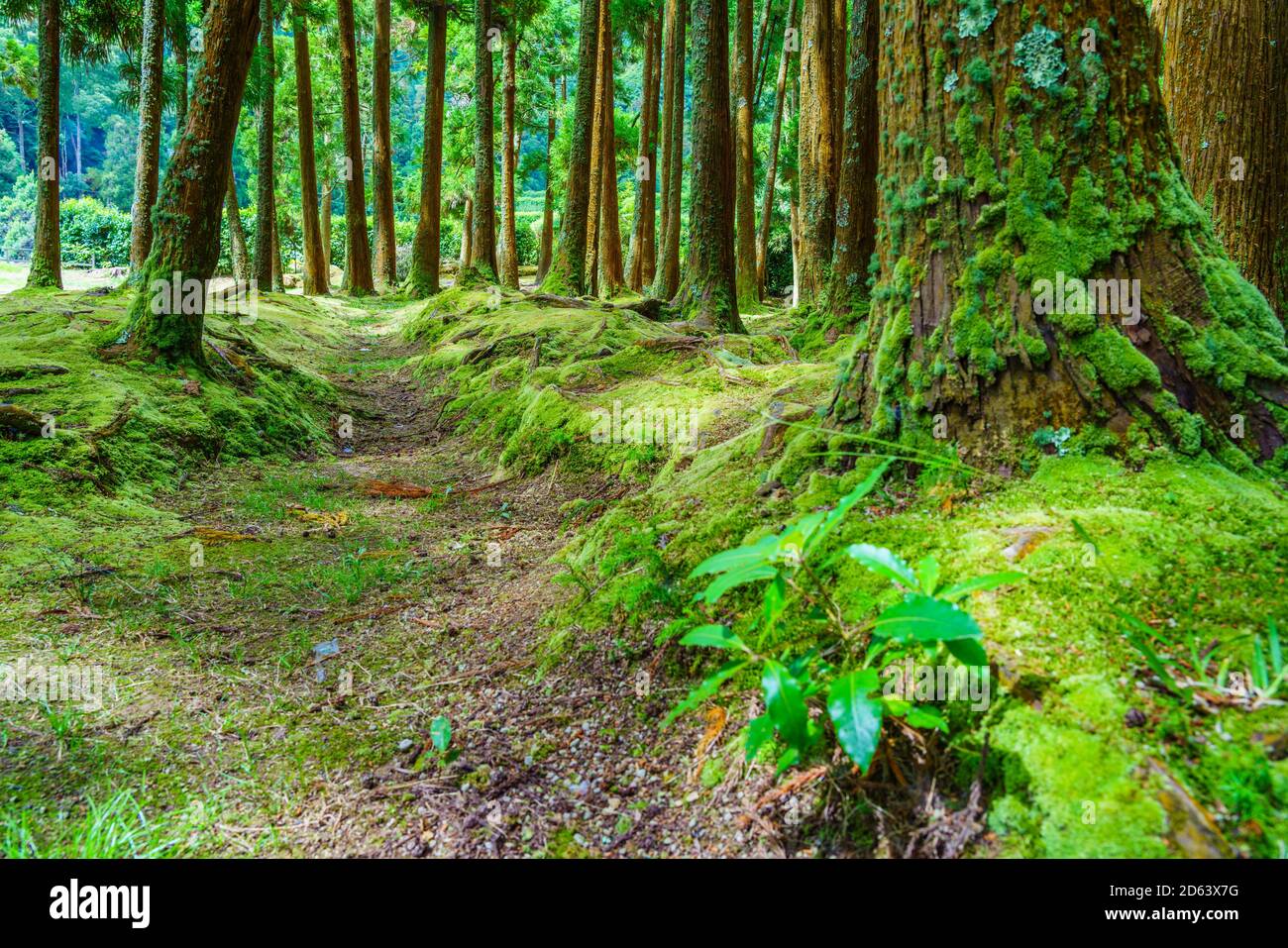 Green Tree trunks with moss on natural, green background Stock Photo ...