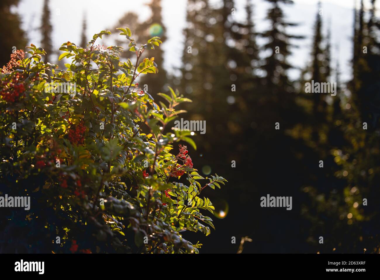 Canada buffaloberry hi-res stock photography and images - Alamy