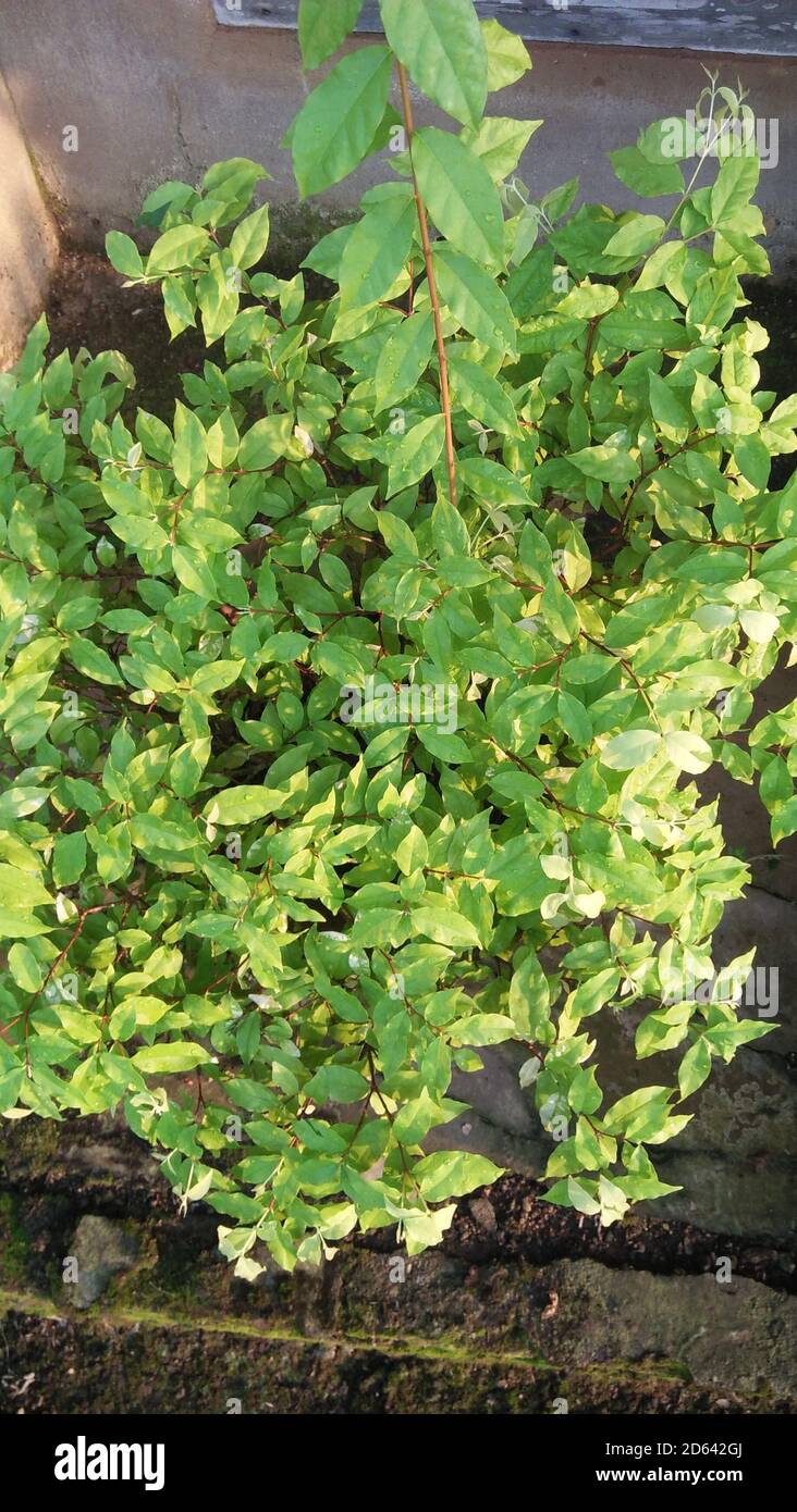 High angle shot of a plant growing in the garden Stock Photo - Alamy