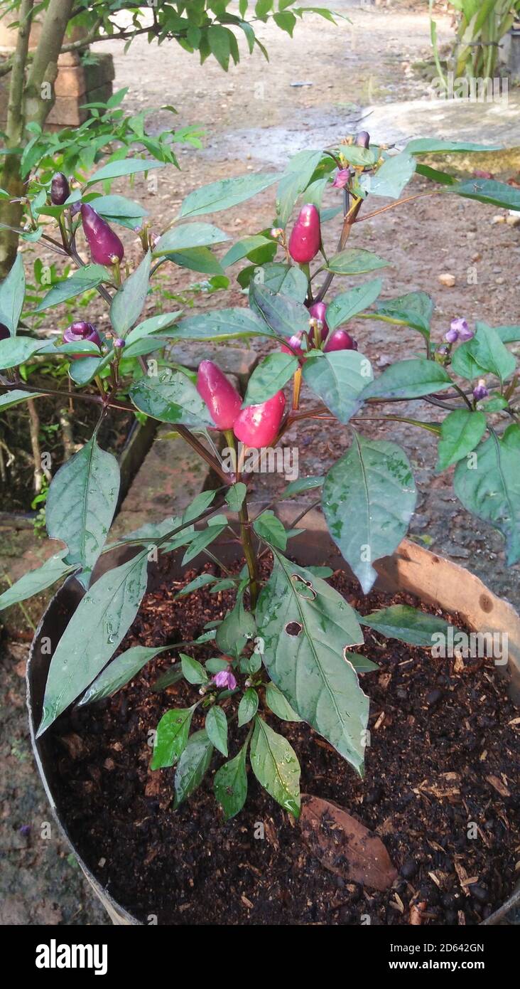 High angle shot of a plant growing in the garden Stock Photo - Alamy