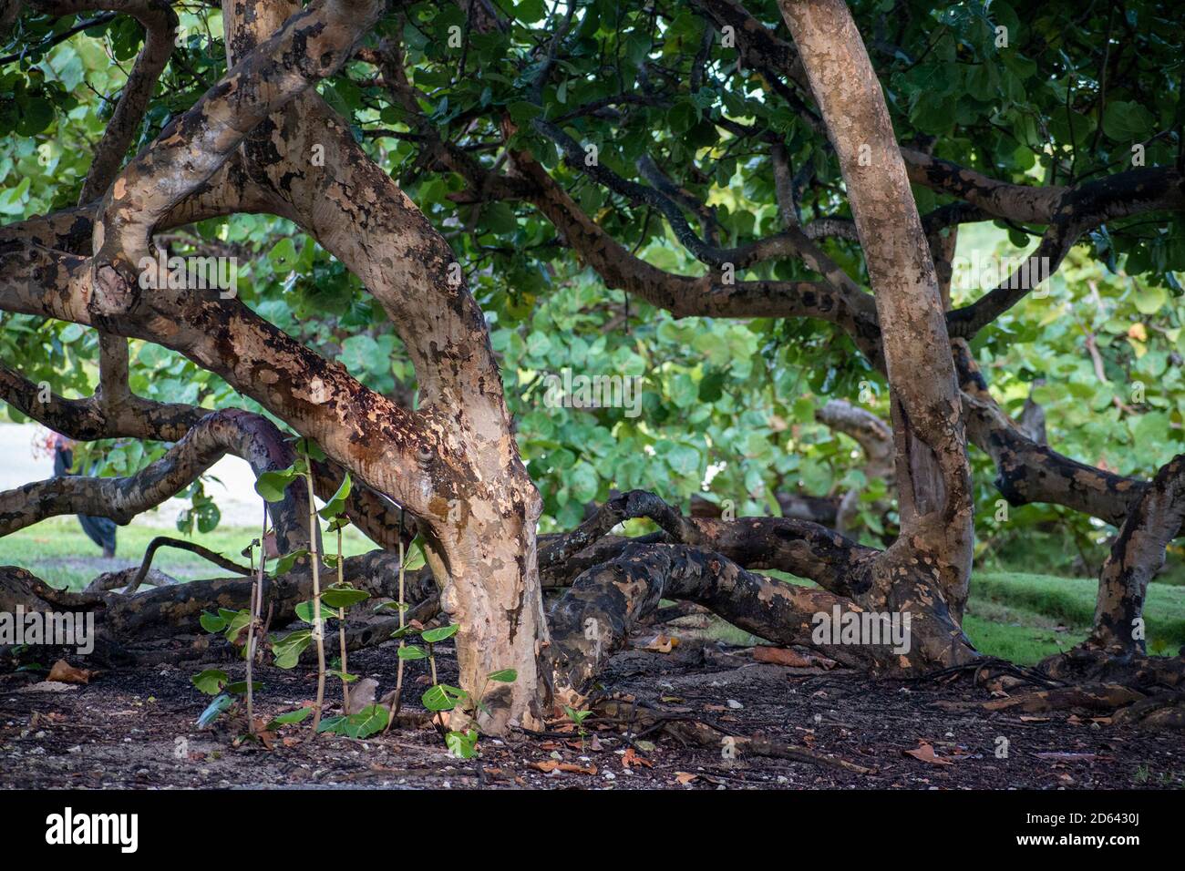 Strange forms hi-res stock photography and images - Alamy