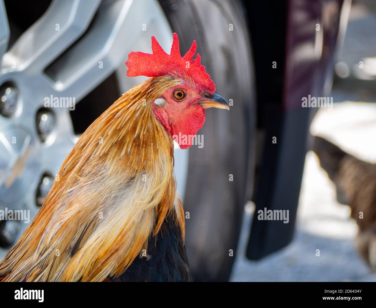 Key west rooster hi-res stock photography and images - Alamy