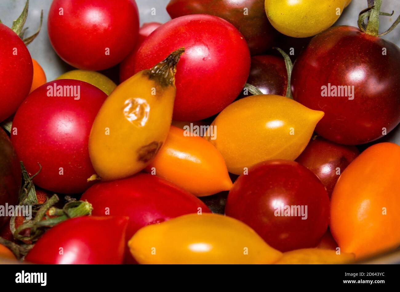 Red Yellow and Orange Mini Tomatoes in a Bowl Stock Photo - Alamy