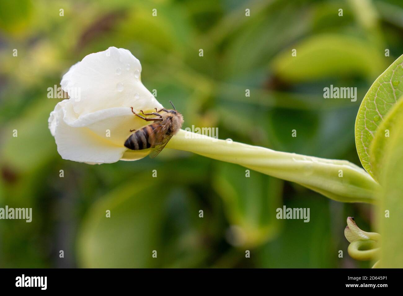 white flower button with a cute bee in miami north beach Stock Photo ...