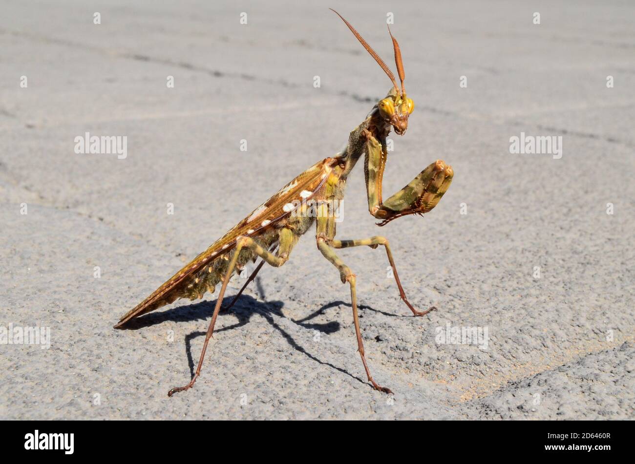Insect Mantis Religiosa Stock Photo - Alamy