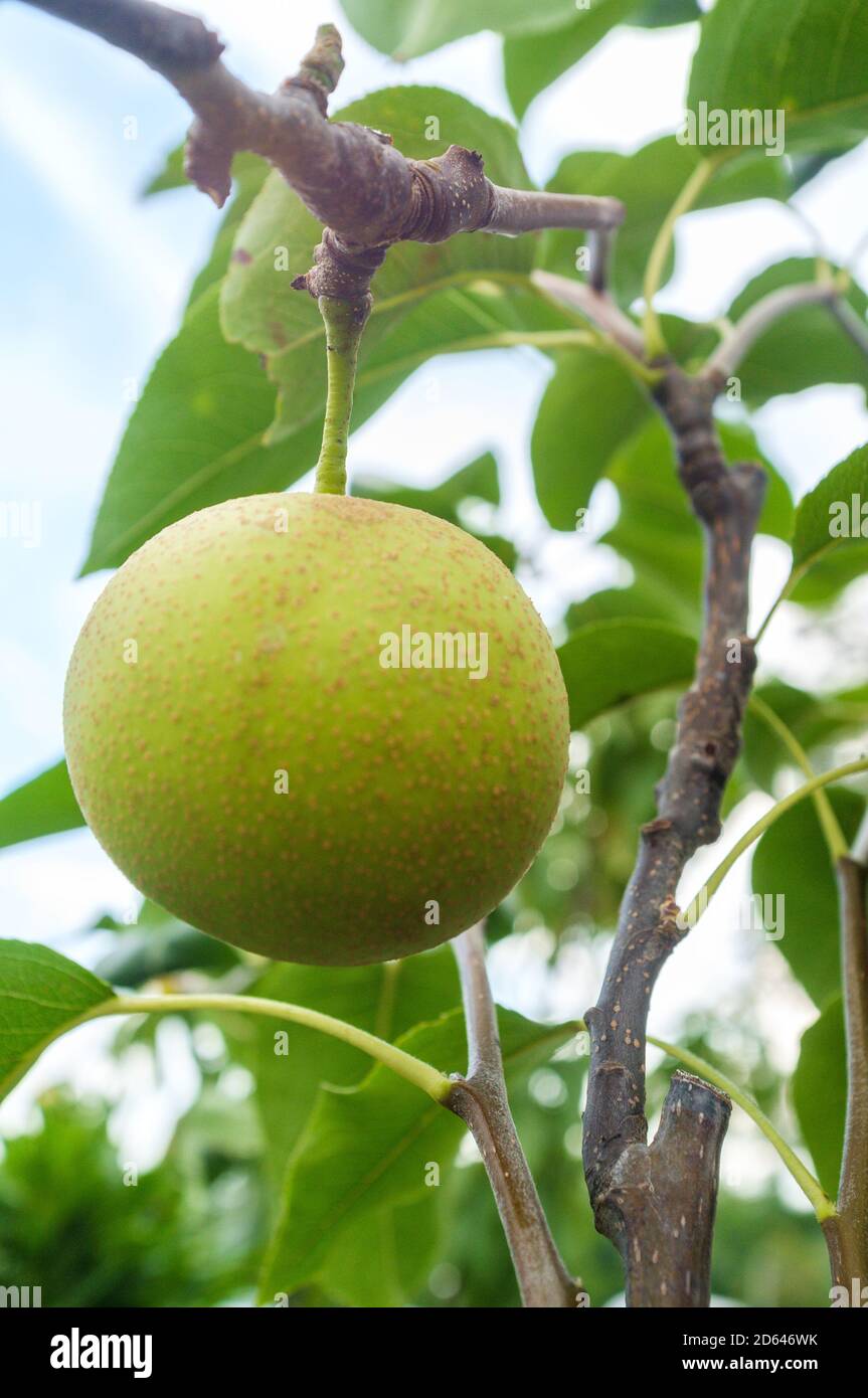 Ripe asian dwarf pear fruit hanging from tree Stock Photo - Alamy