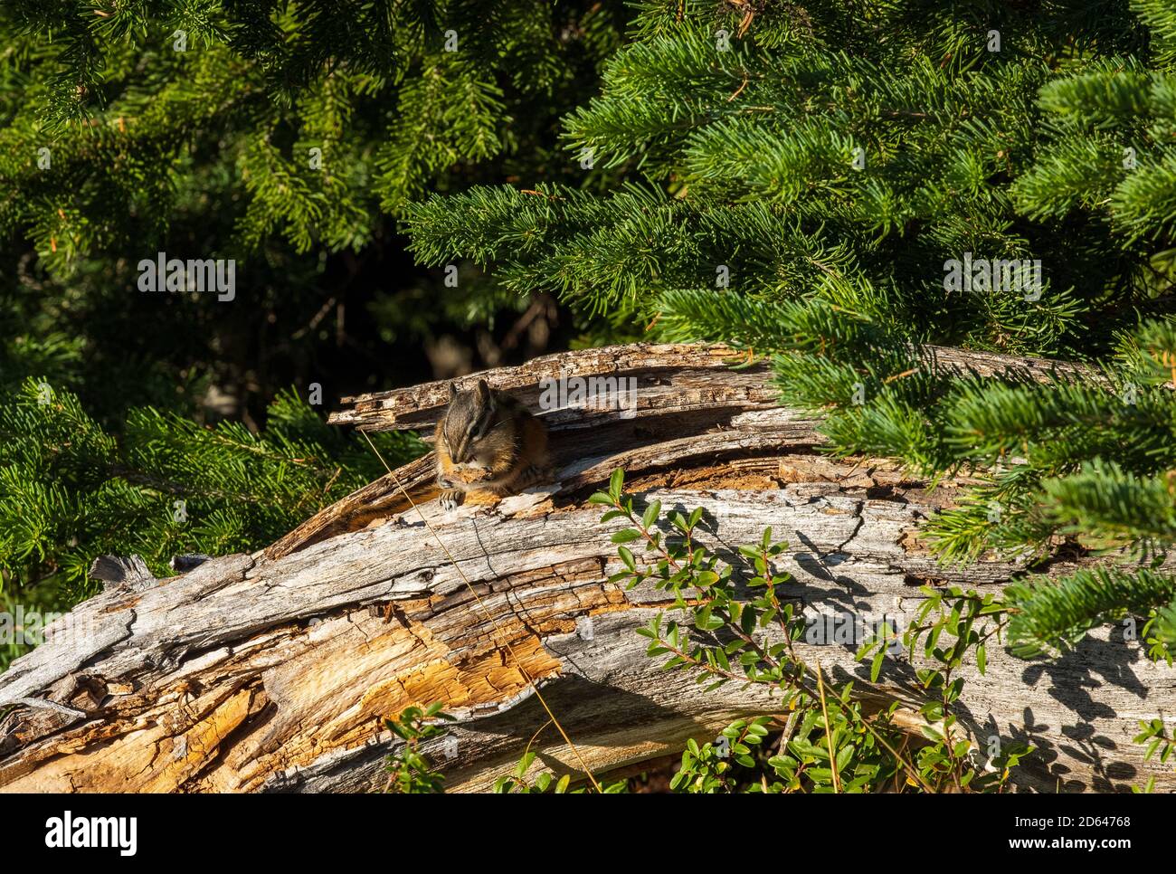 Yellow-Pine Chipmunk (Tamias amoenus) chewing on wood Stock Photo - Alamy