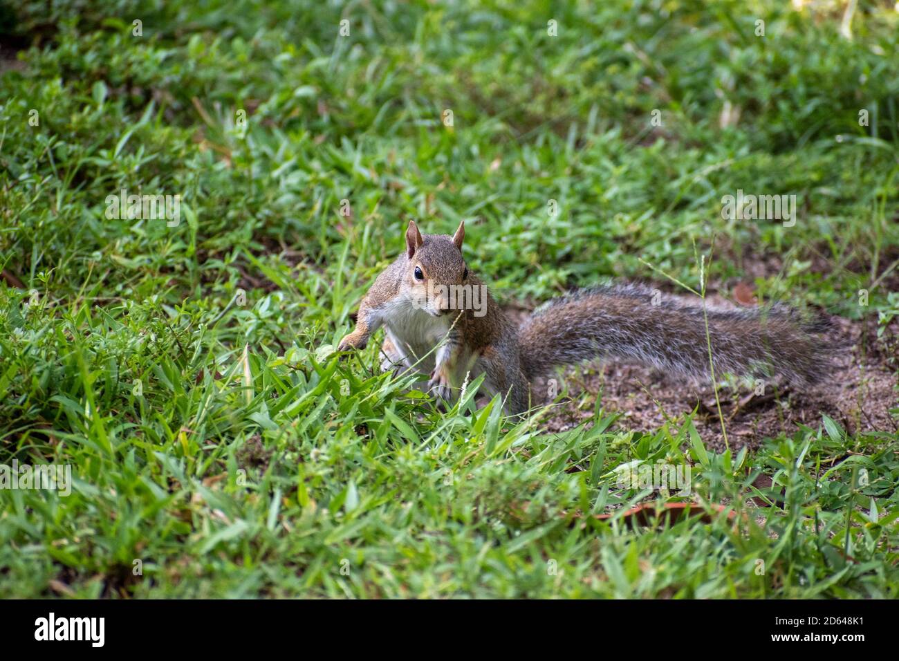 Squirrel running tree hi-res stock photography and images - Alamy