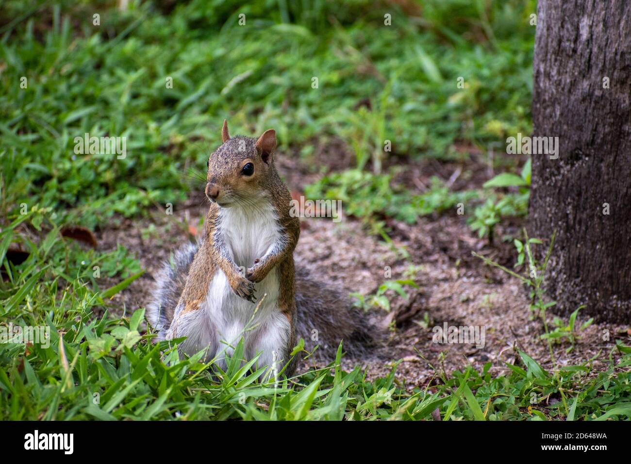 cute squirrel waiting very calm and looking with attention Stock Photo ...