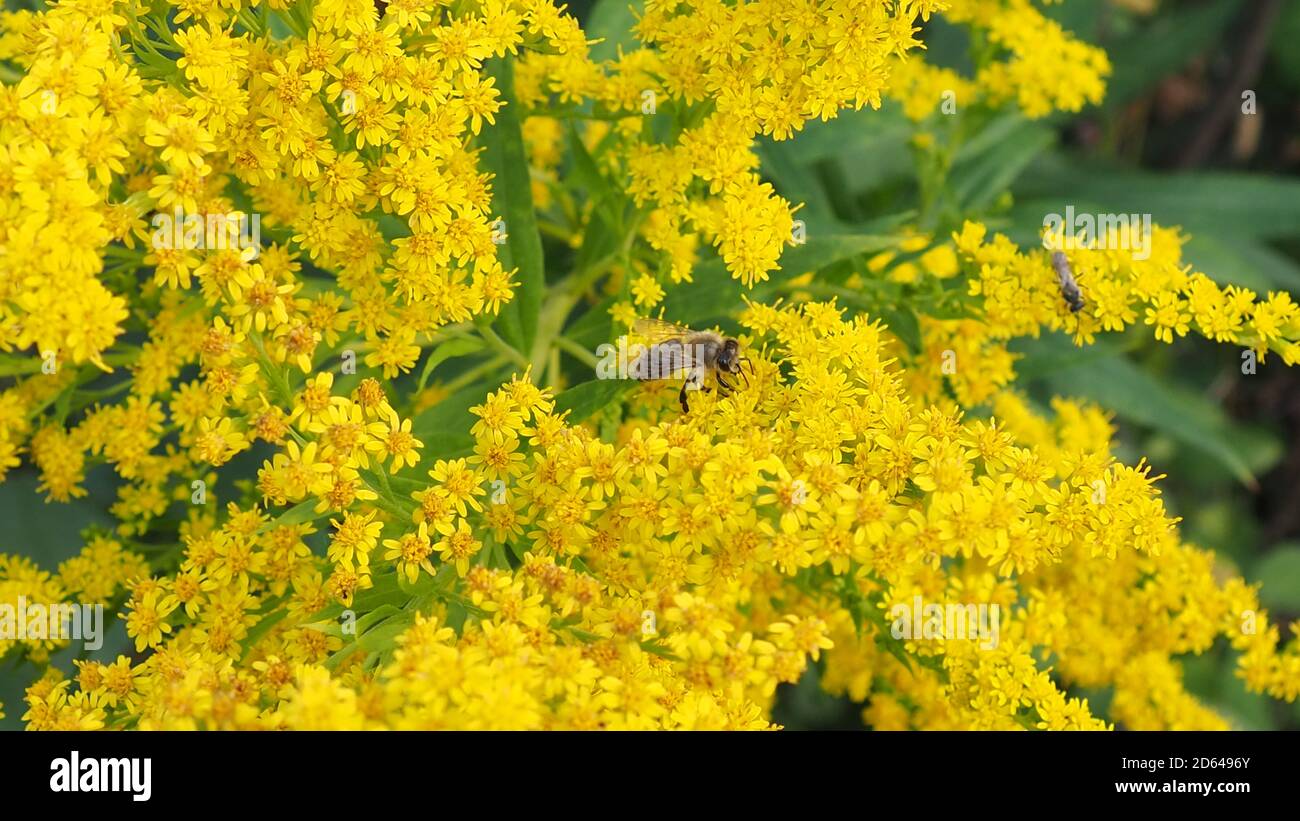 Flying honeybee collecting pollen at yellow flower. beautiful nature ...
