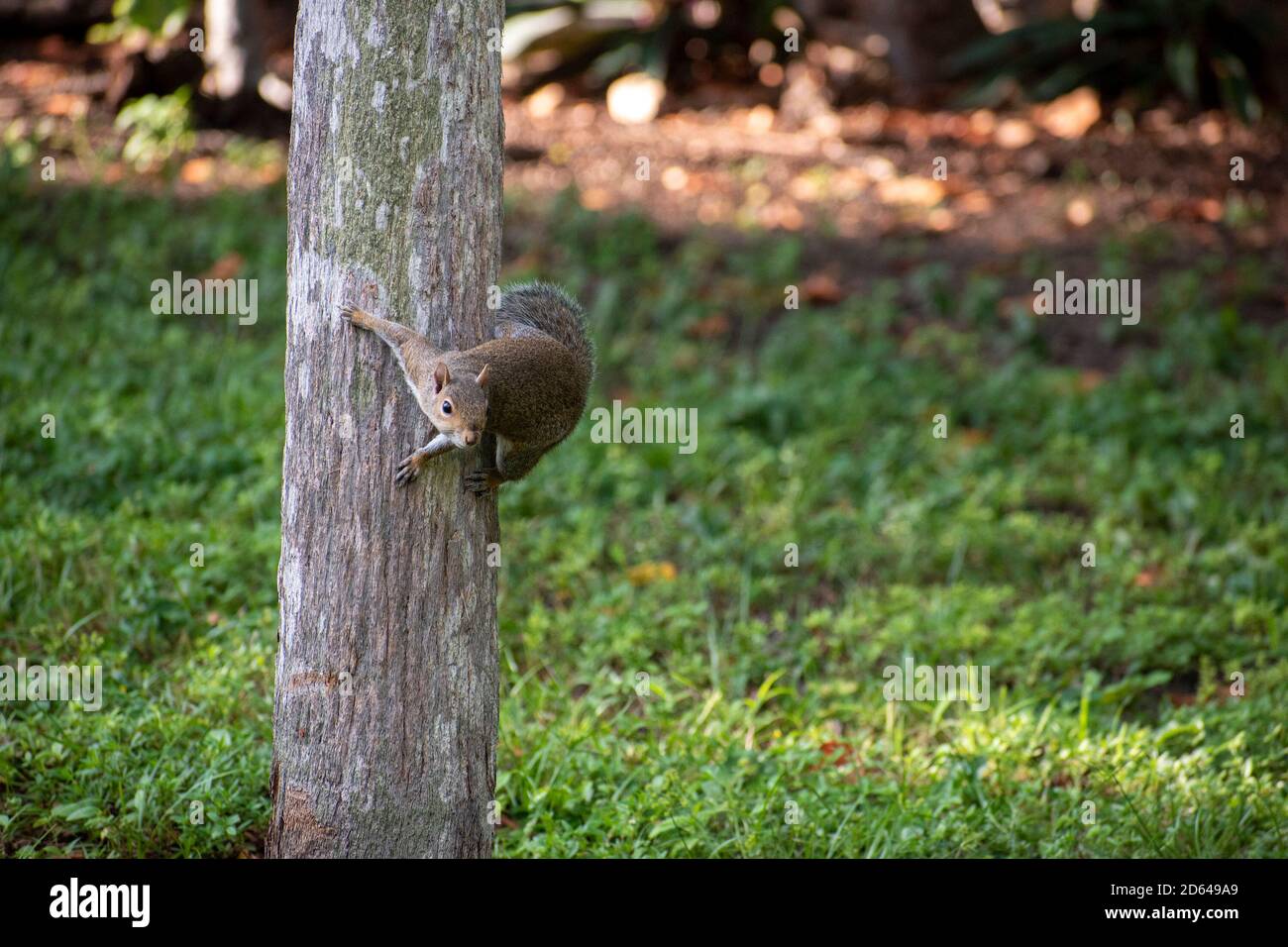 funny squirrel going up the park tree in miami beach Stock Photo - Alamy