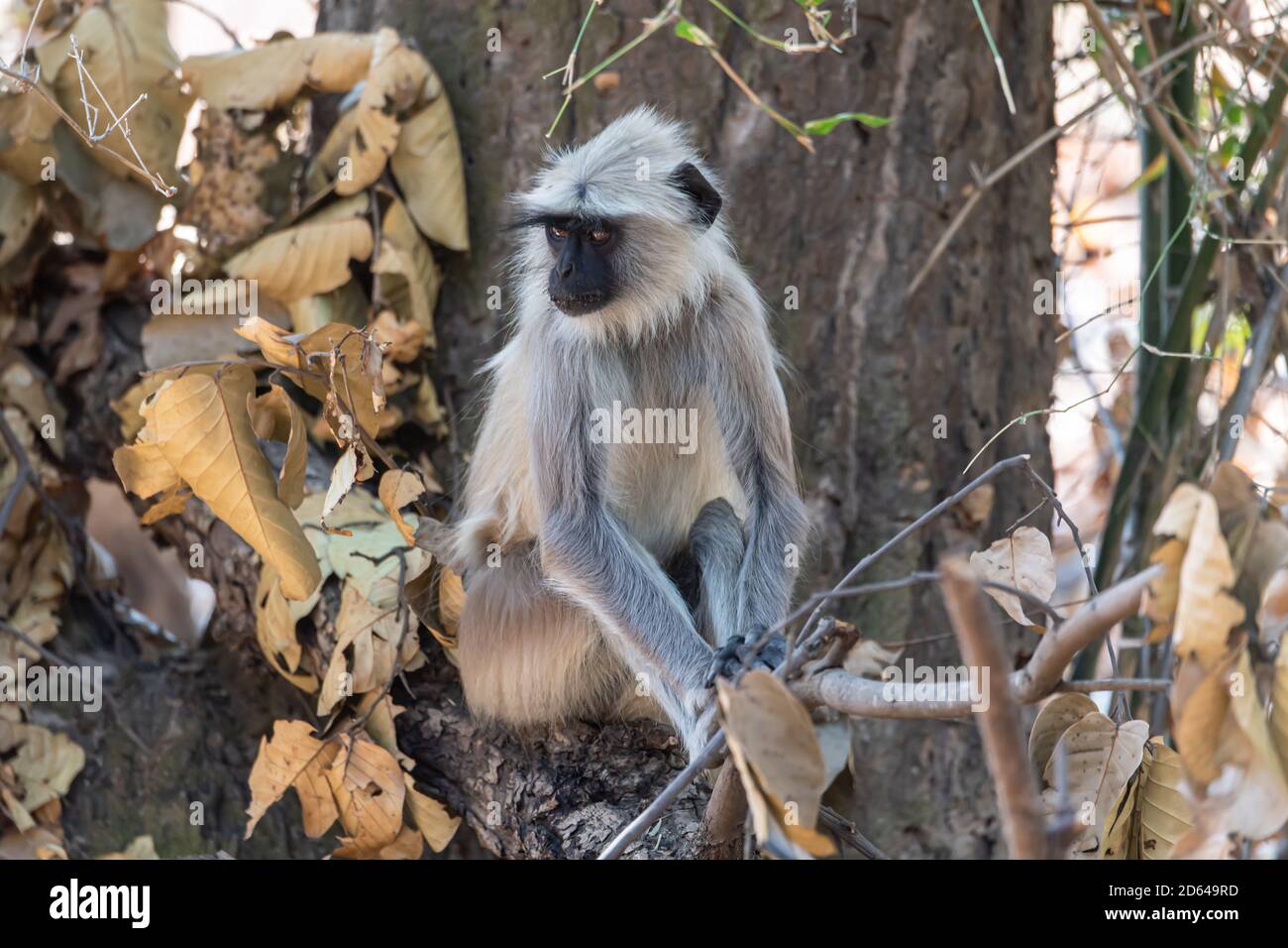 Gray langur (Semnopithecus) adopt almost human-like poses in the wooded ...
