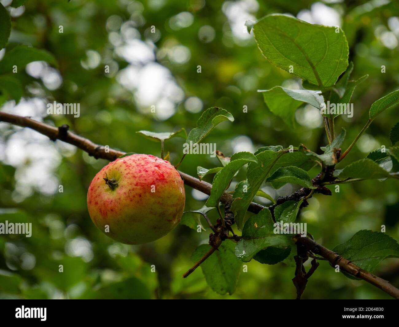 Big apple tree hi-res stock photography and images - Alamy