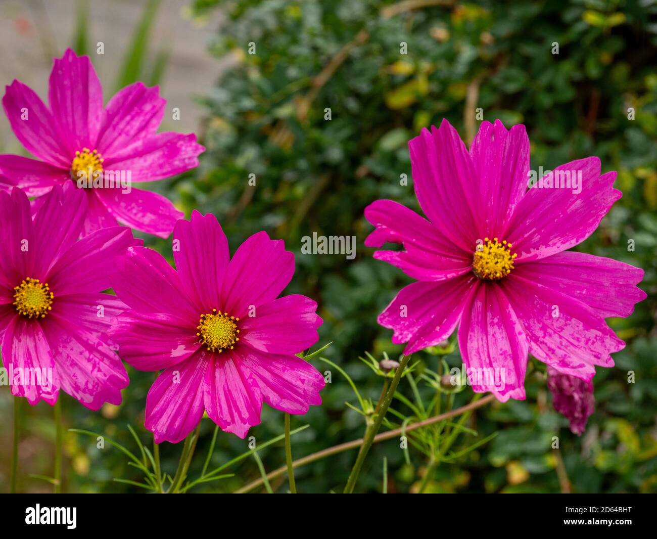 Fushia leaf hi-res stock photography and images - Alamy