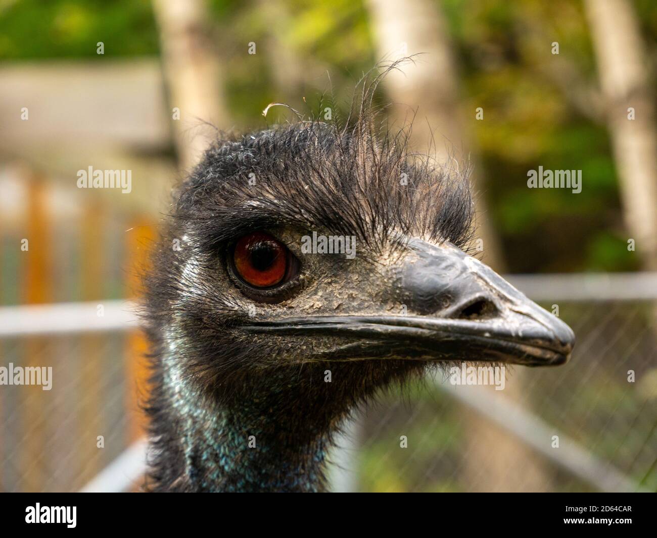 A Emu/Ostrich staring at you Stock Photo - Alamy