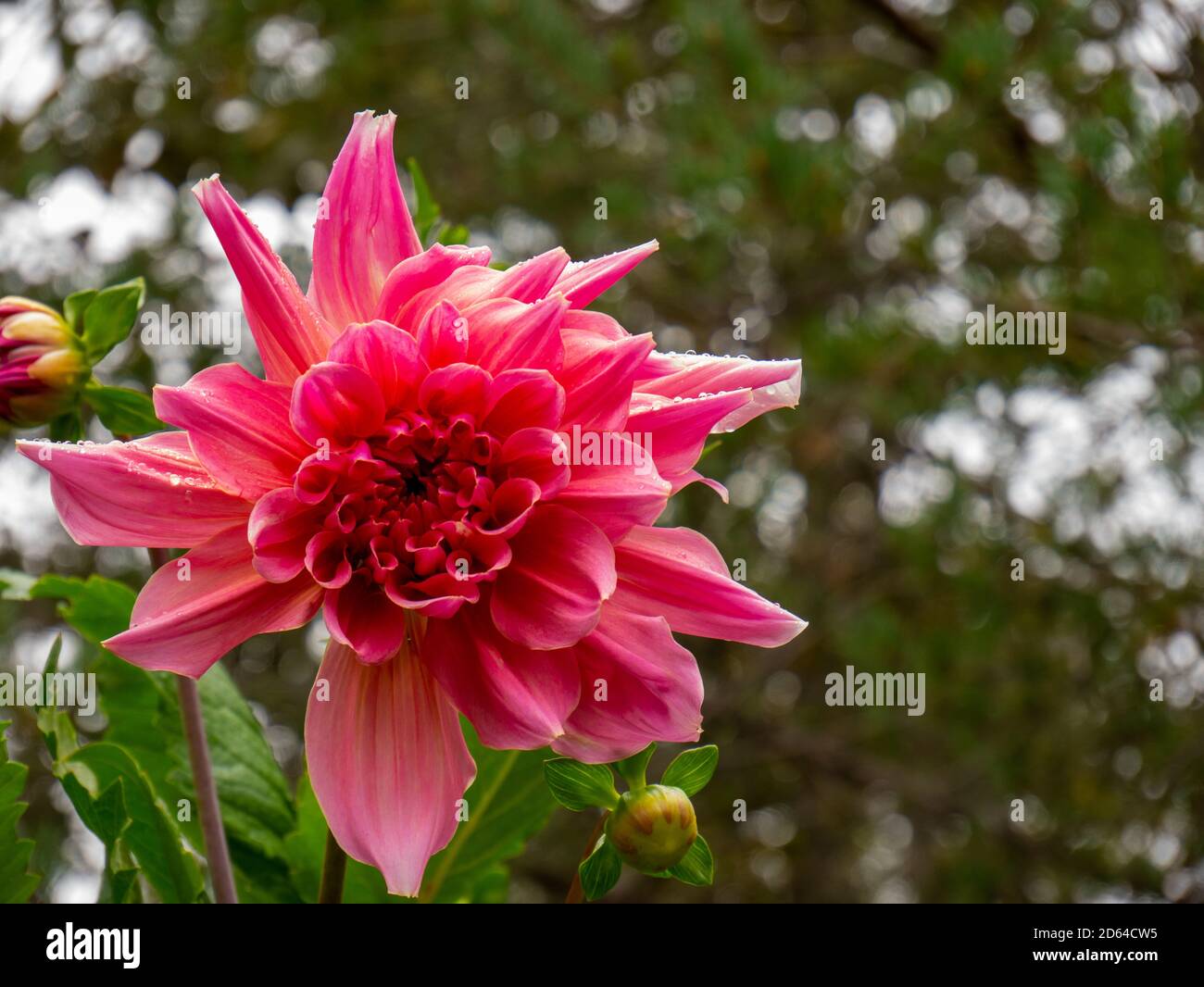 Fushia with leaf hi-res stock photography and images - Alamy