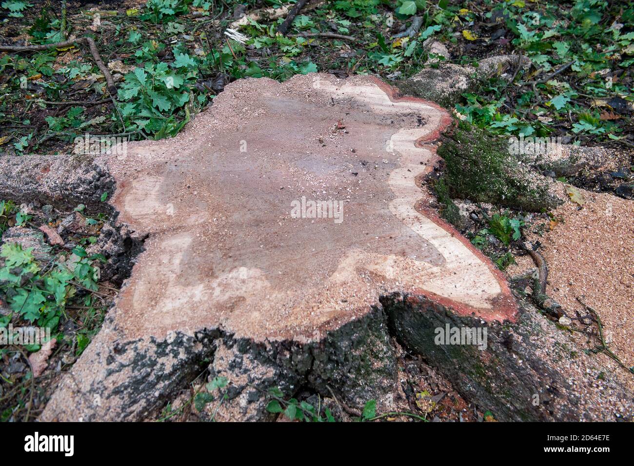 Denham, UK. 14th October, 2020. HS2 have been felling a large area of ...