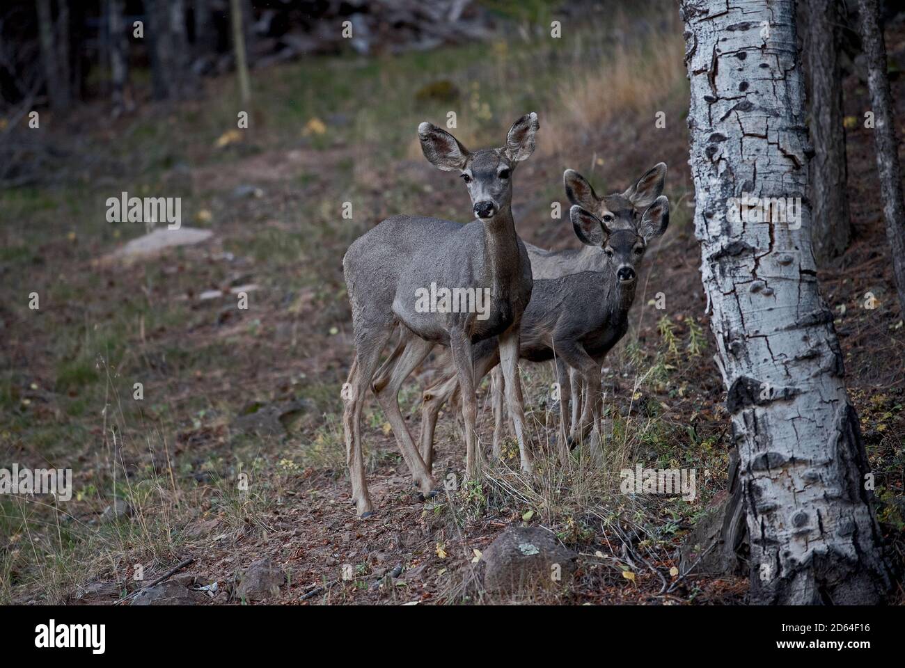 Beautiful deer family in the woods Stock Photo - Alamy