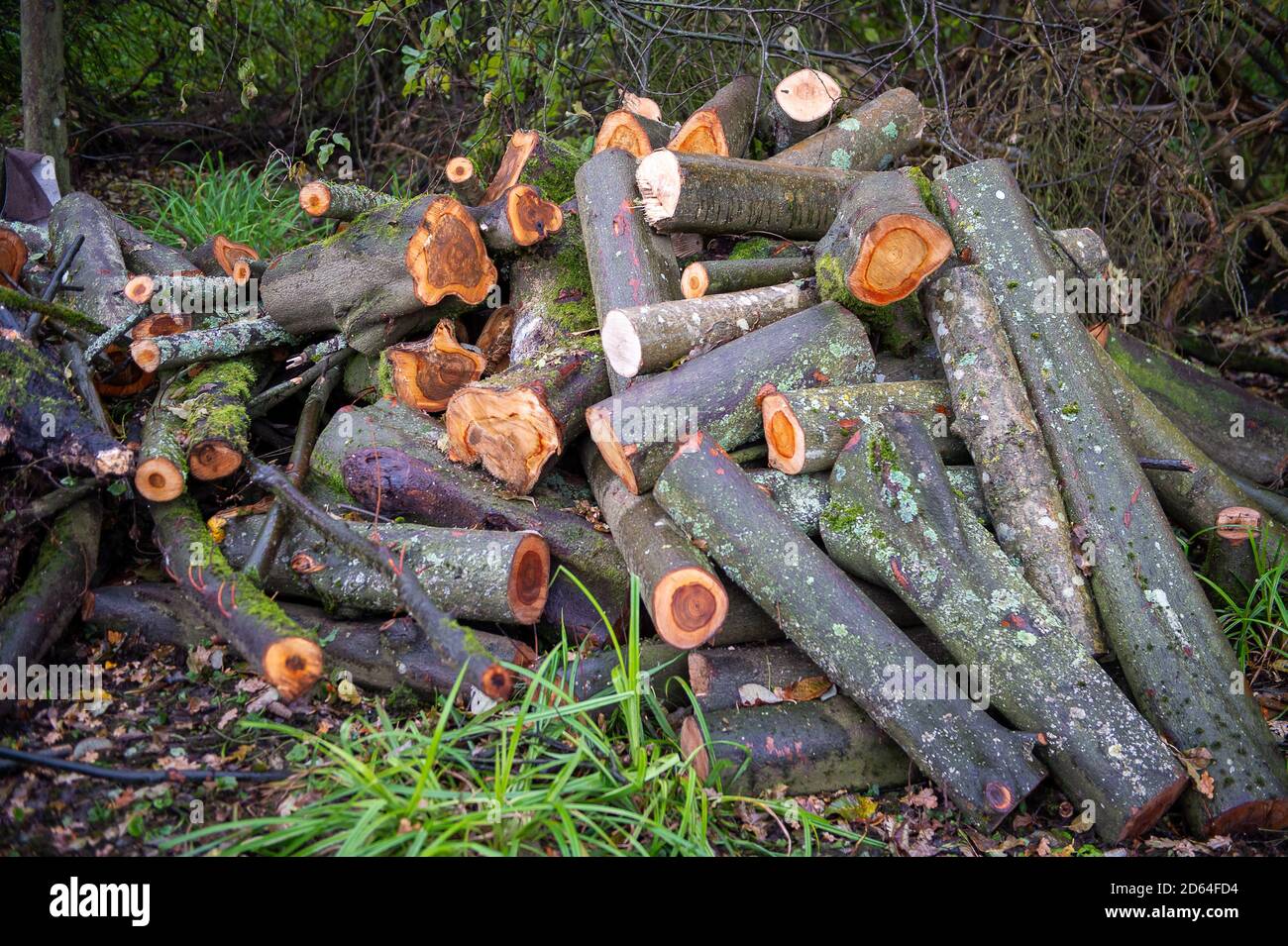 Denham, UK. 14th October, 2020. HS2 have been felling a large area of ...