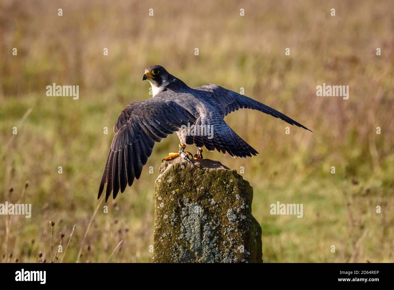 The peregrine falcon (Falco peregrinus), also known as the peregrine ...