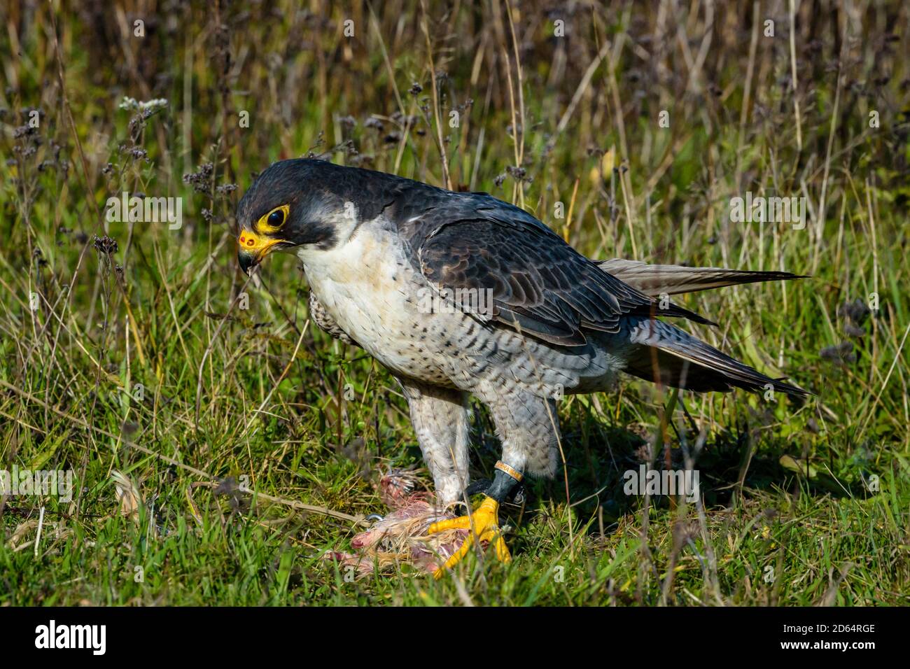 The peregrine falcon (Falco peregrinus), also known as the peregrine ...