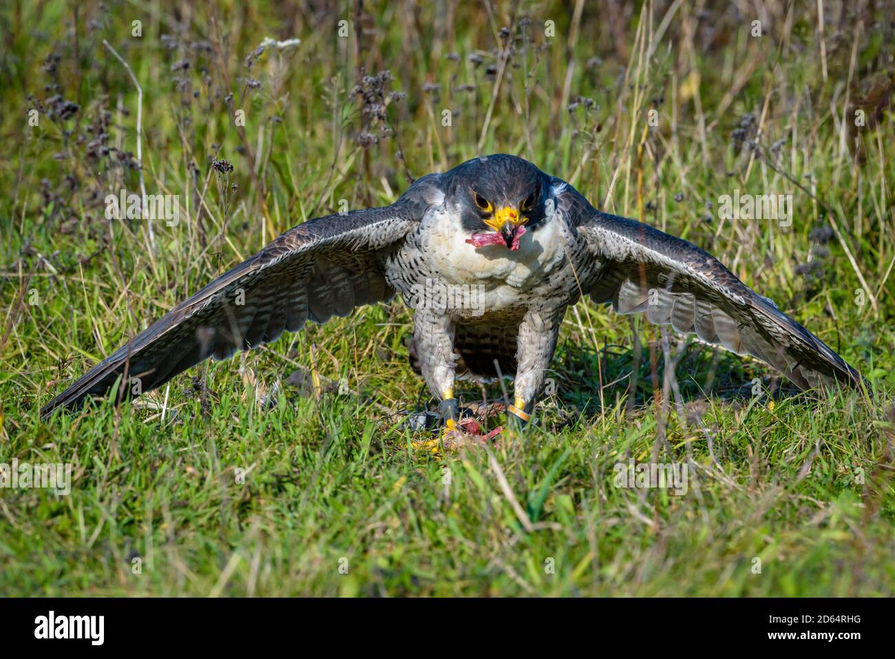 The peregrine falcon (Falco peregrinus), also known as the peregrine ...