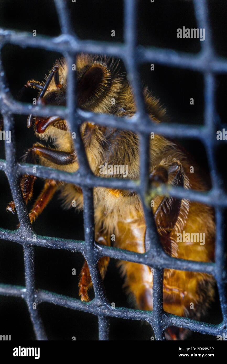 Trapped bees hi-res stock photography and images - Alamy