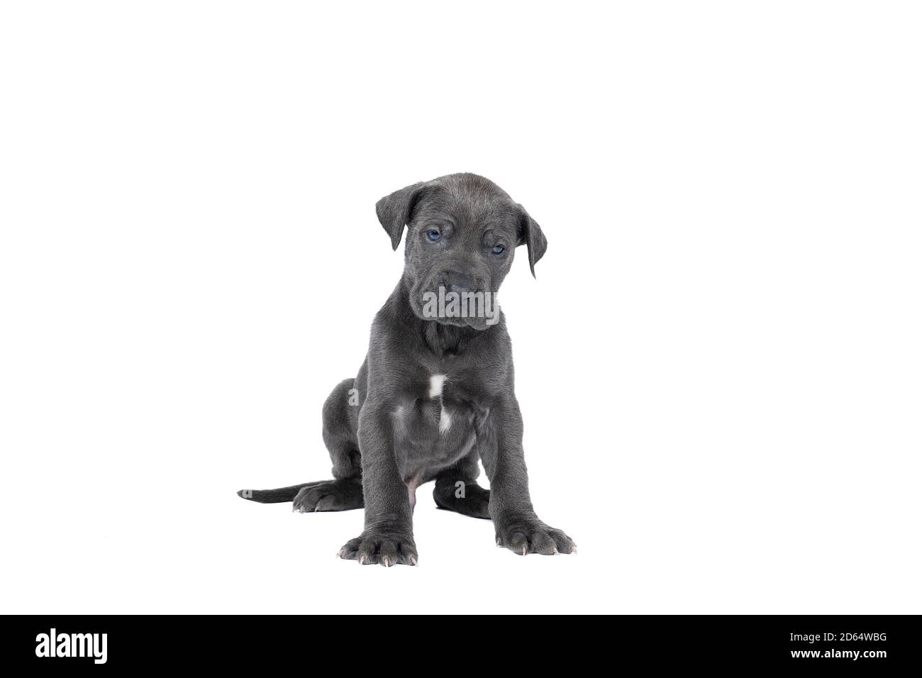German Great Dane Puppies
