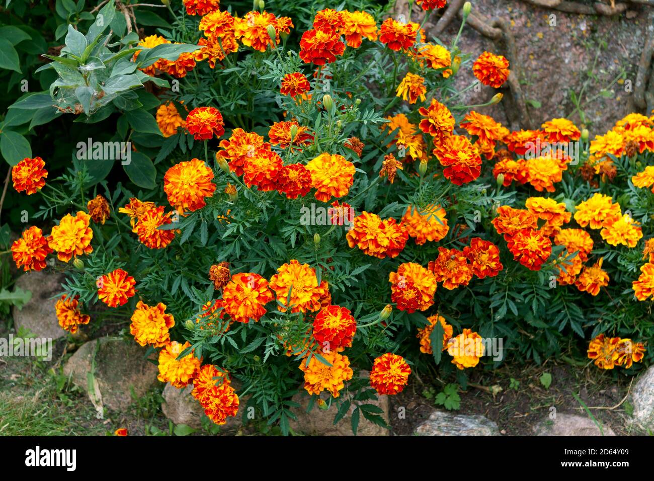 Multicolored marigold flowers in the garden on the flowerbed Stock ...