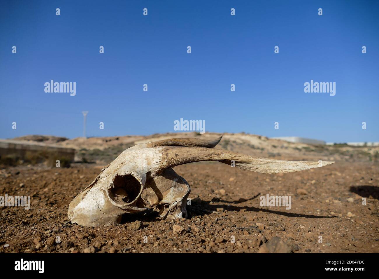 Dry Goat Skull Bone, Goat Skull background in the desert Stock Photo ...