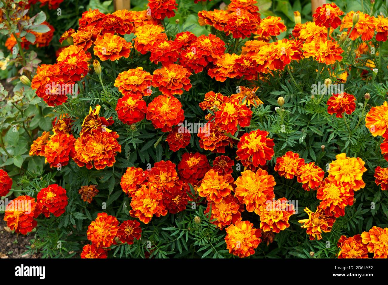 Calendula flowerbed hi-res stock photography and images - Alamy