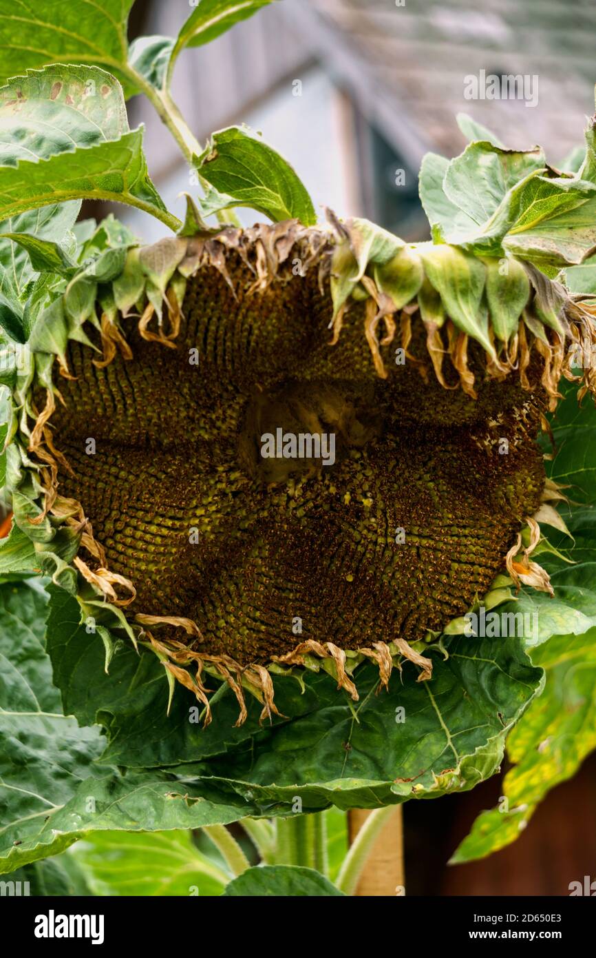 With ripe seeds hi-res stock photography and images - Alamy