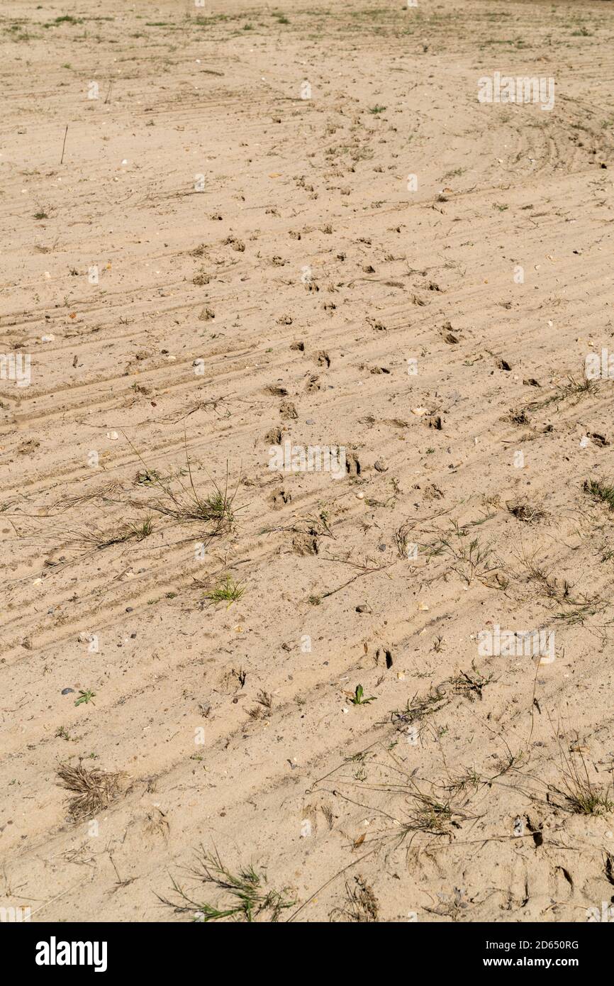 the Prints of hooves of red deer in the sand leaving a trail of ...
